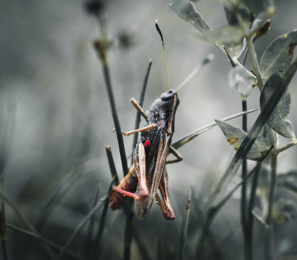 East Africa's huge locust outbreak now spreads to Congo | Philippine ...