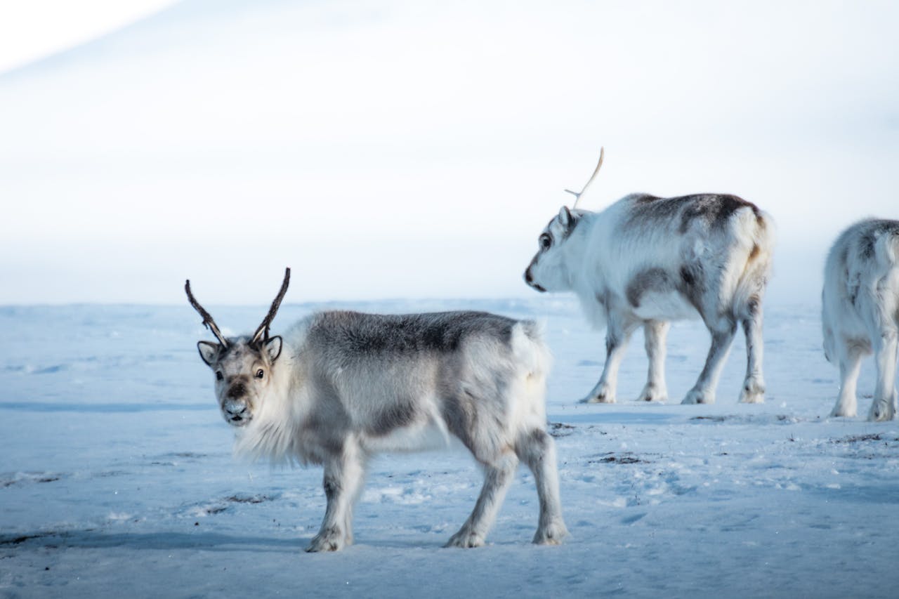 New research indicates caribou populations could decline 80 per cent by ...